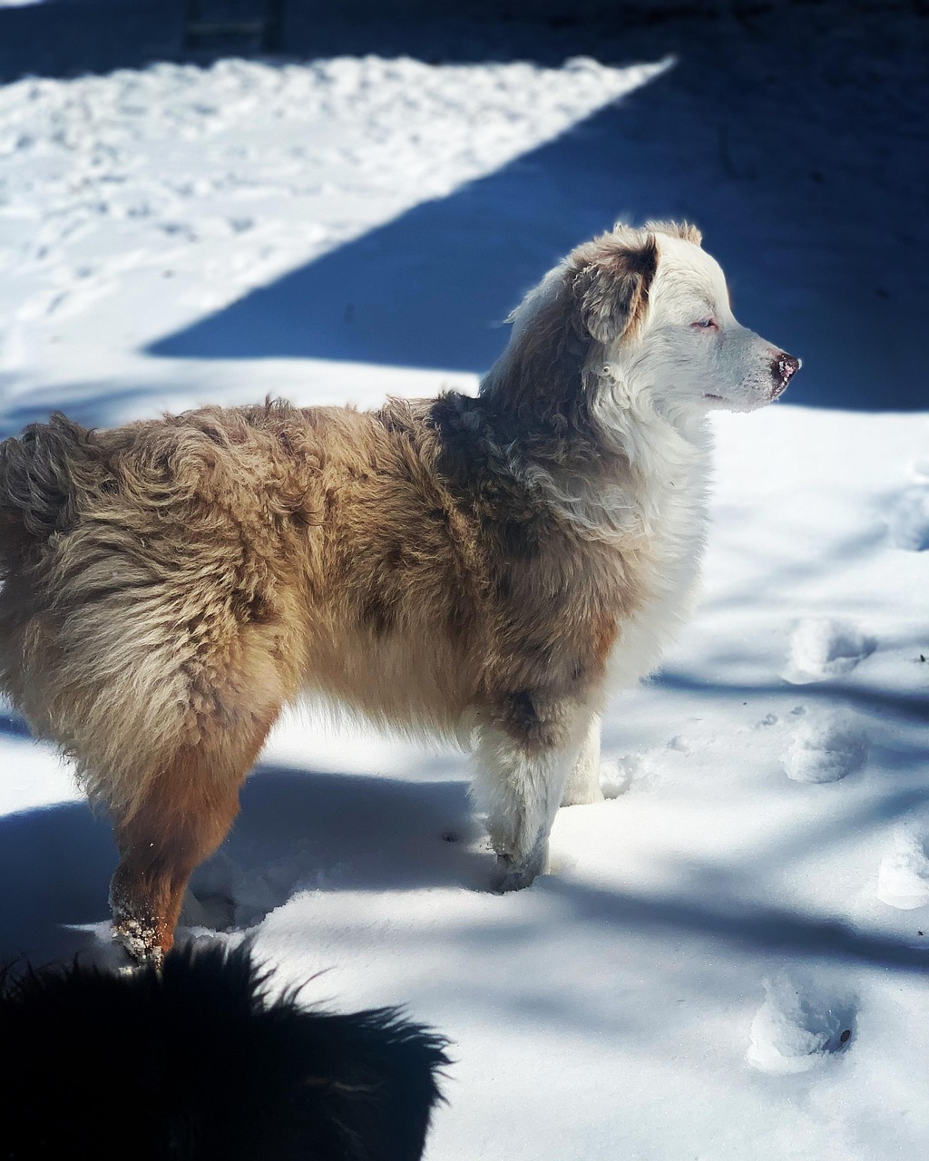 Cachorro Fofinho Raça Pura Filhote - Foto gratuita no Pixabay - Pixabay