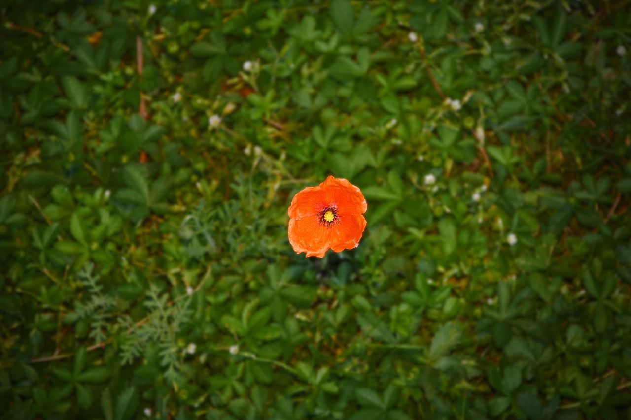 Opium Bunga Poppy Oranye - Foto gratis di Pixabay - Pixabay