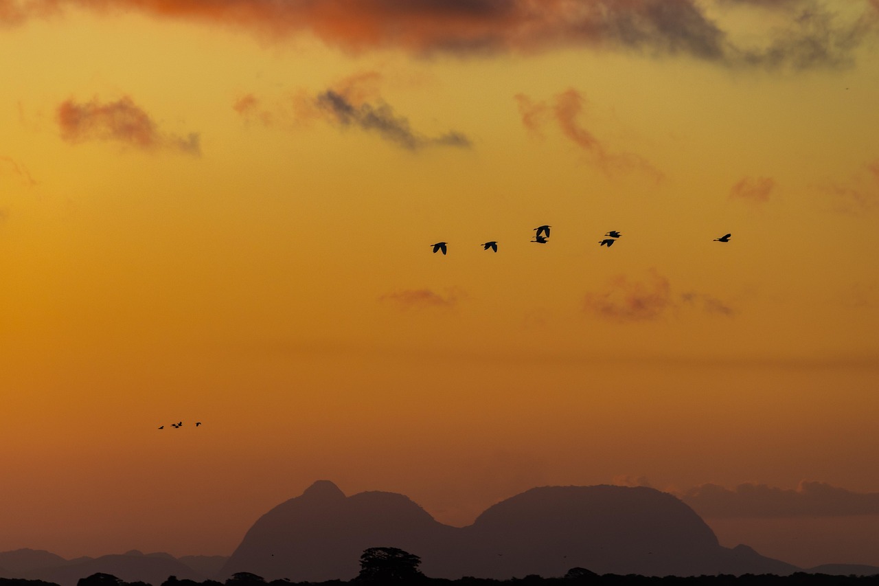 Sunset Birds Mountains - Free photo on Pixabay - Pixabay