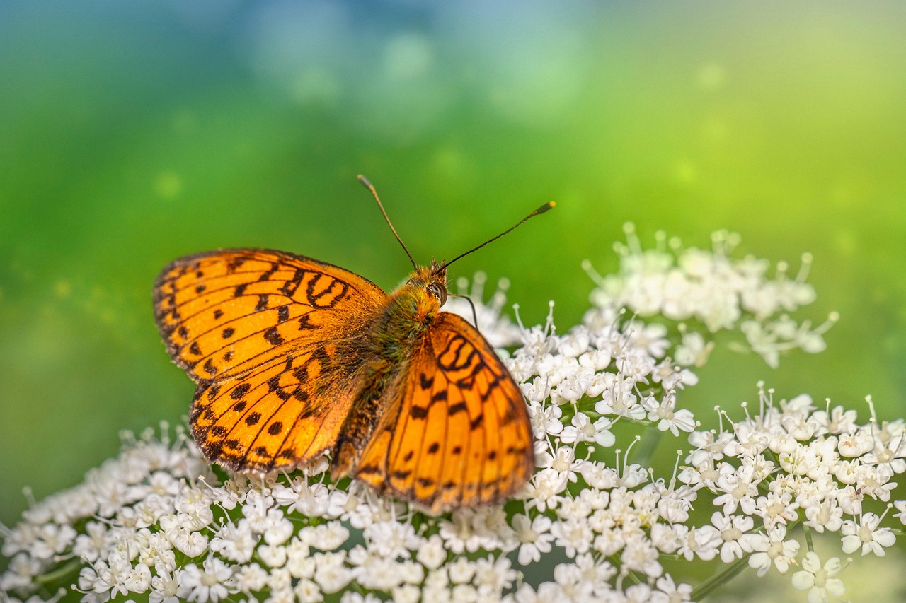Lesser Marbled Fritillary - Free photo on Pixabay - Pixabay