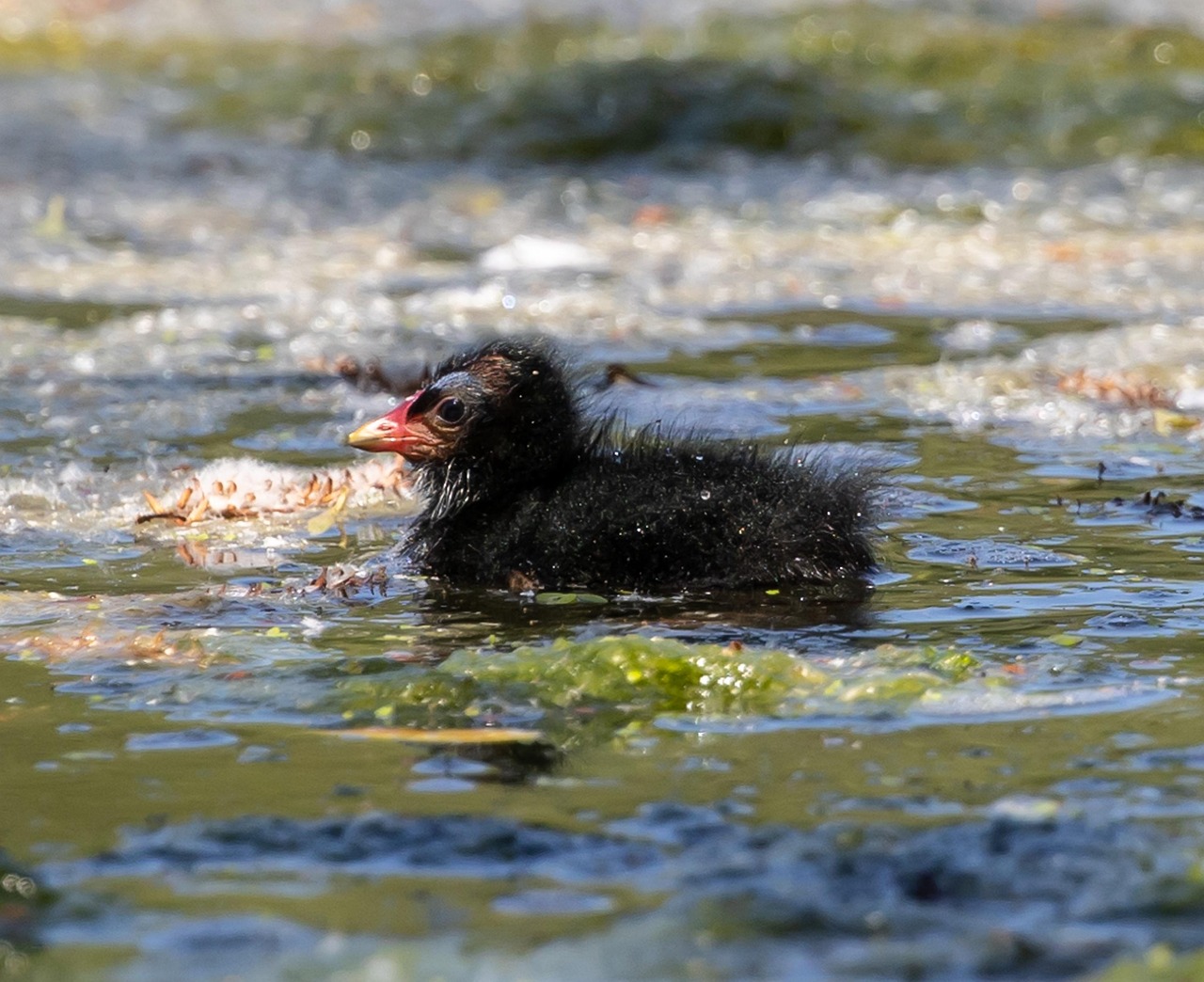 Moorhen Chick Lake - Free photo on Pixabay - Pixabay