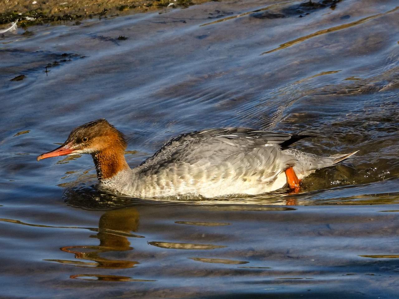 Merganser Water Bird - Free photo on Pixabay - Pixabay