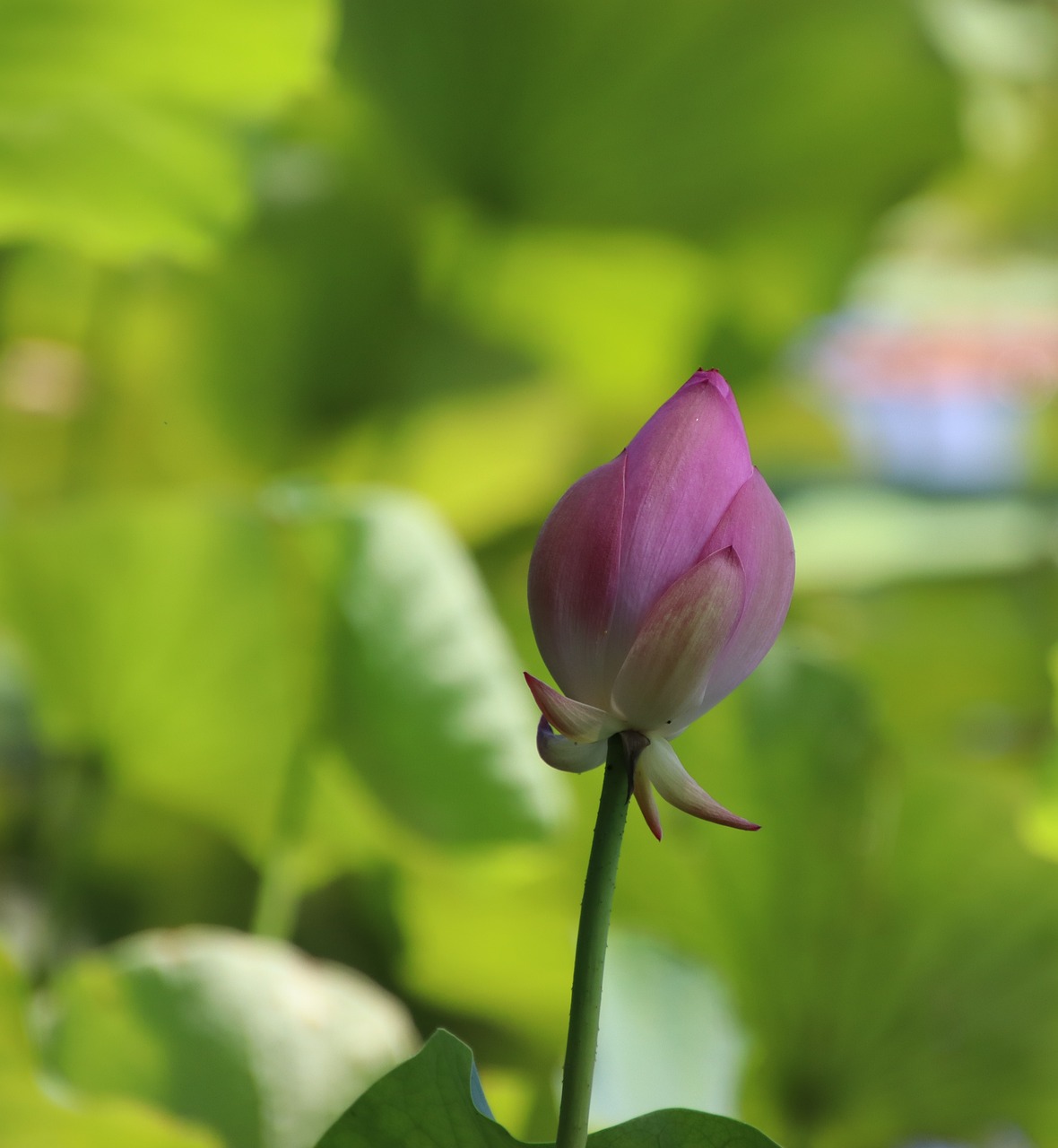 Lotus Fleur Bourgeon De - Photo gratuite sur Pixabay - Pixabay