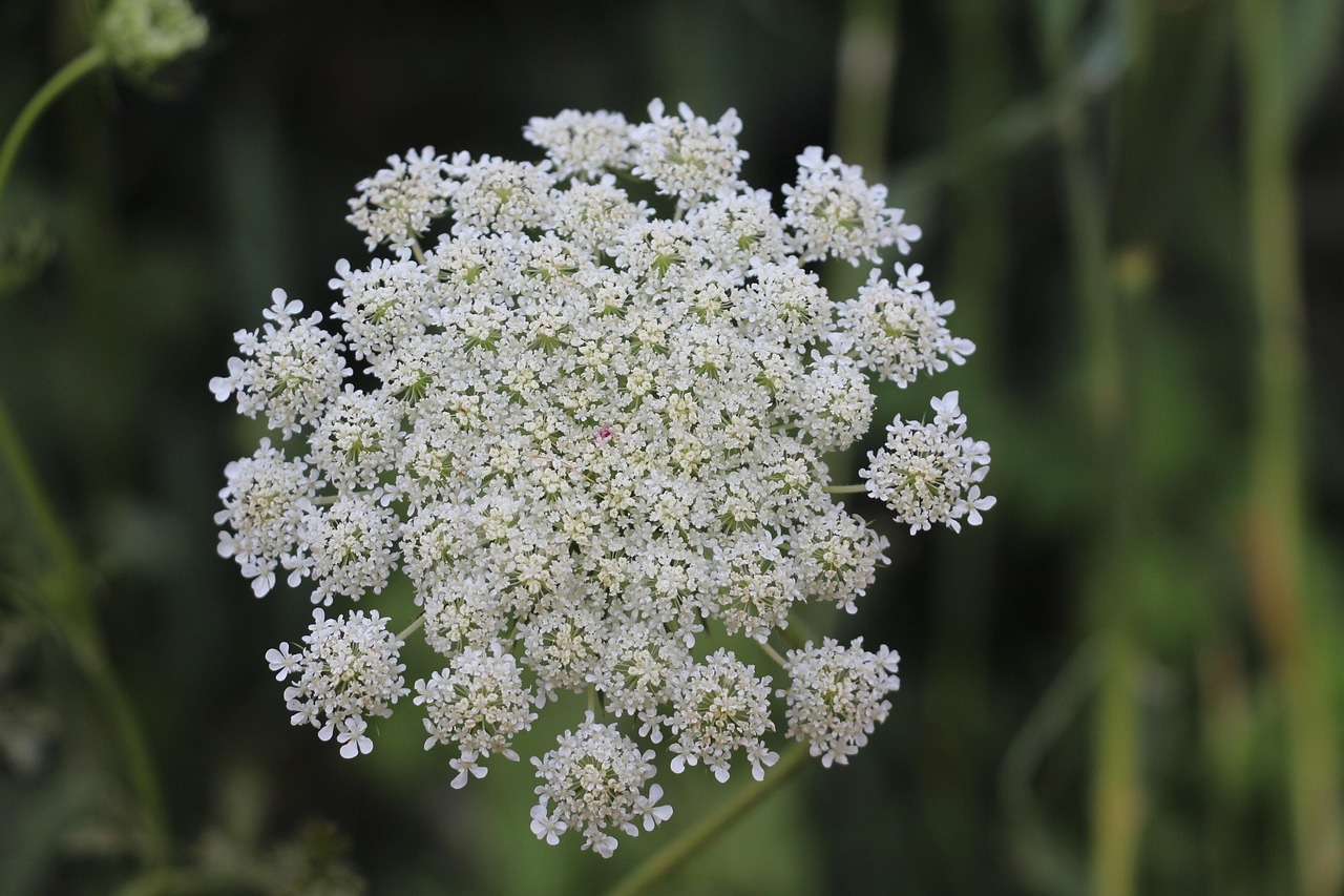Yarrows Flowers Small Flwoers - Free photo on Pixabay