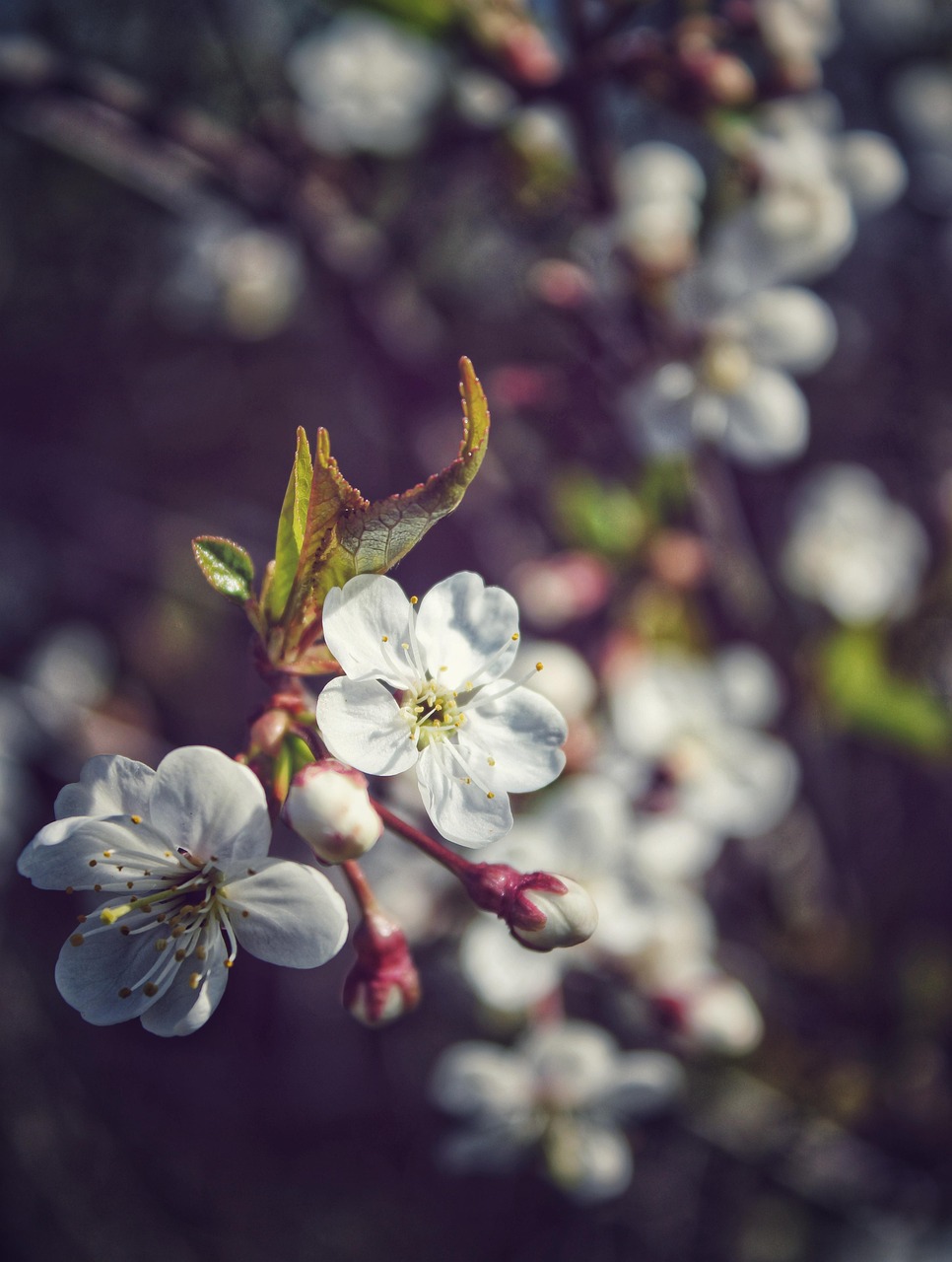 Apple Blossoms Flowers Branch - Free photo on Pixabay - Pixabay