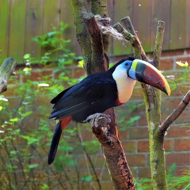 Toucan Bird Animal - Free photo on Pixabay - Pixabay