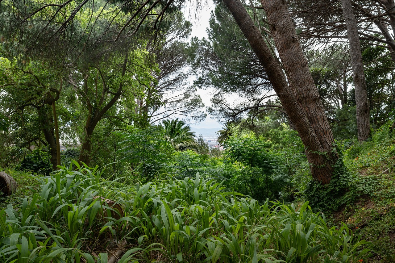 Forêt Des Arbres Côte - Photo gratuite sur Pixabay - Pixabay