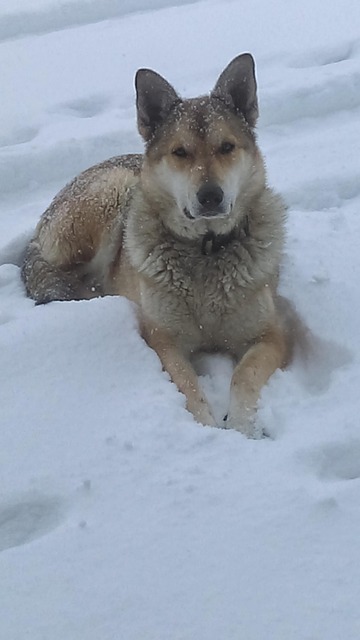 Chien Loup Neige - Photo gratuite sur Pixabay - Pixabay