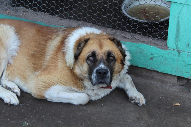 Cão Triste Pobre - Foto gratuita no Pixabay - Pixabay