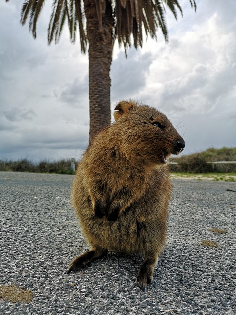 Quokka 澳大利亚 动物 - Pixabay上的免费照片 - Pixabay