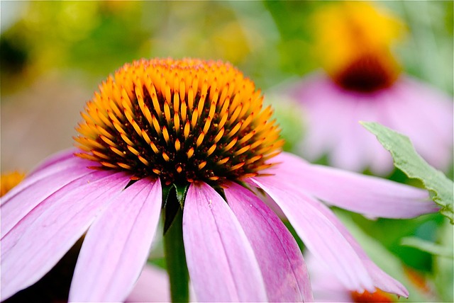 Coneflower Flor Roxo - Foto gratuita no Pixabay - Pixabay