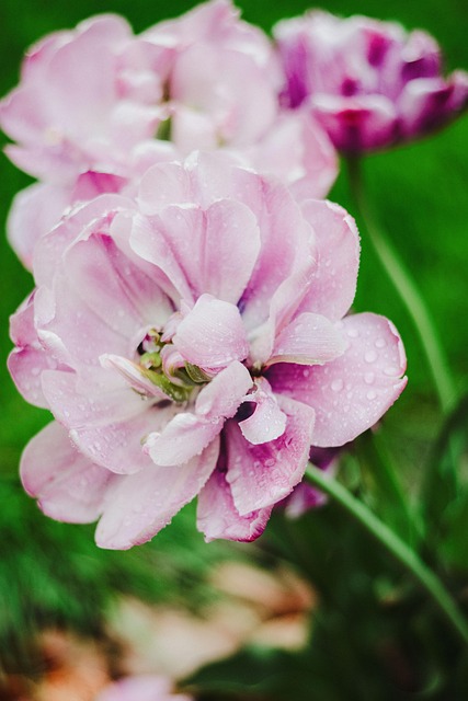 Tulip Bunga-Bunga Embun - Foto gratis di Pixabay - Pixabay