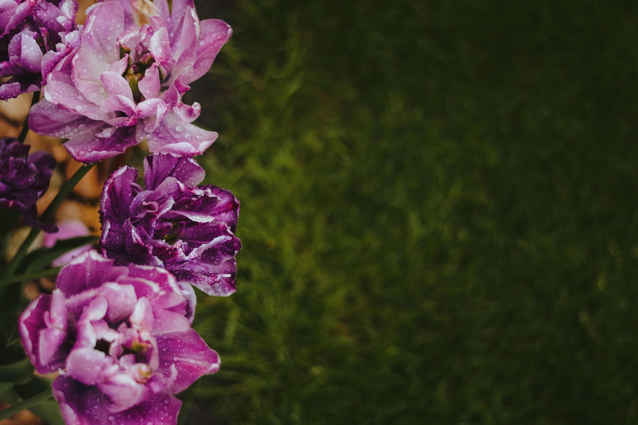 Tulip Bunga-Bunga Embun - Foto gratis di Pixabay - Pixabay