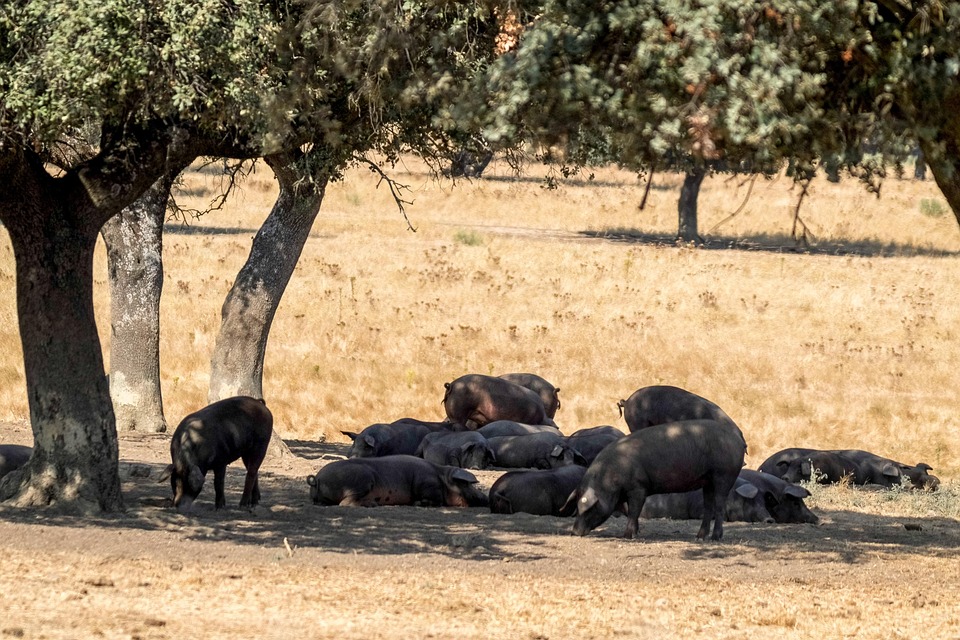 Spain Extremadura Pigs - Free photo on Pixabay
