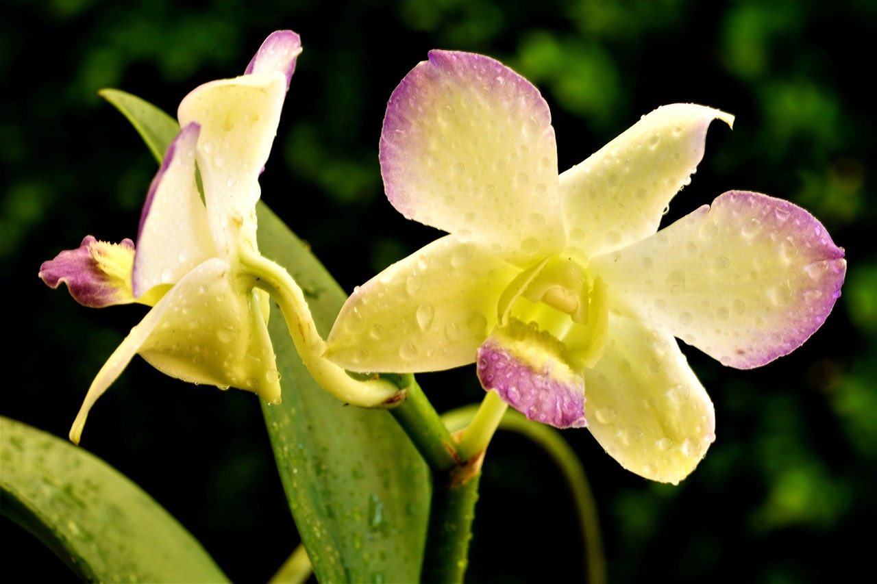 Orchidées Fleurs Des Gouttes De - Photo gratuite sur Pixabay - Pixabay