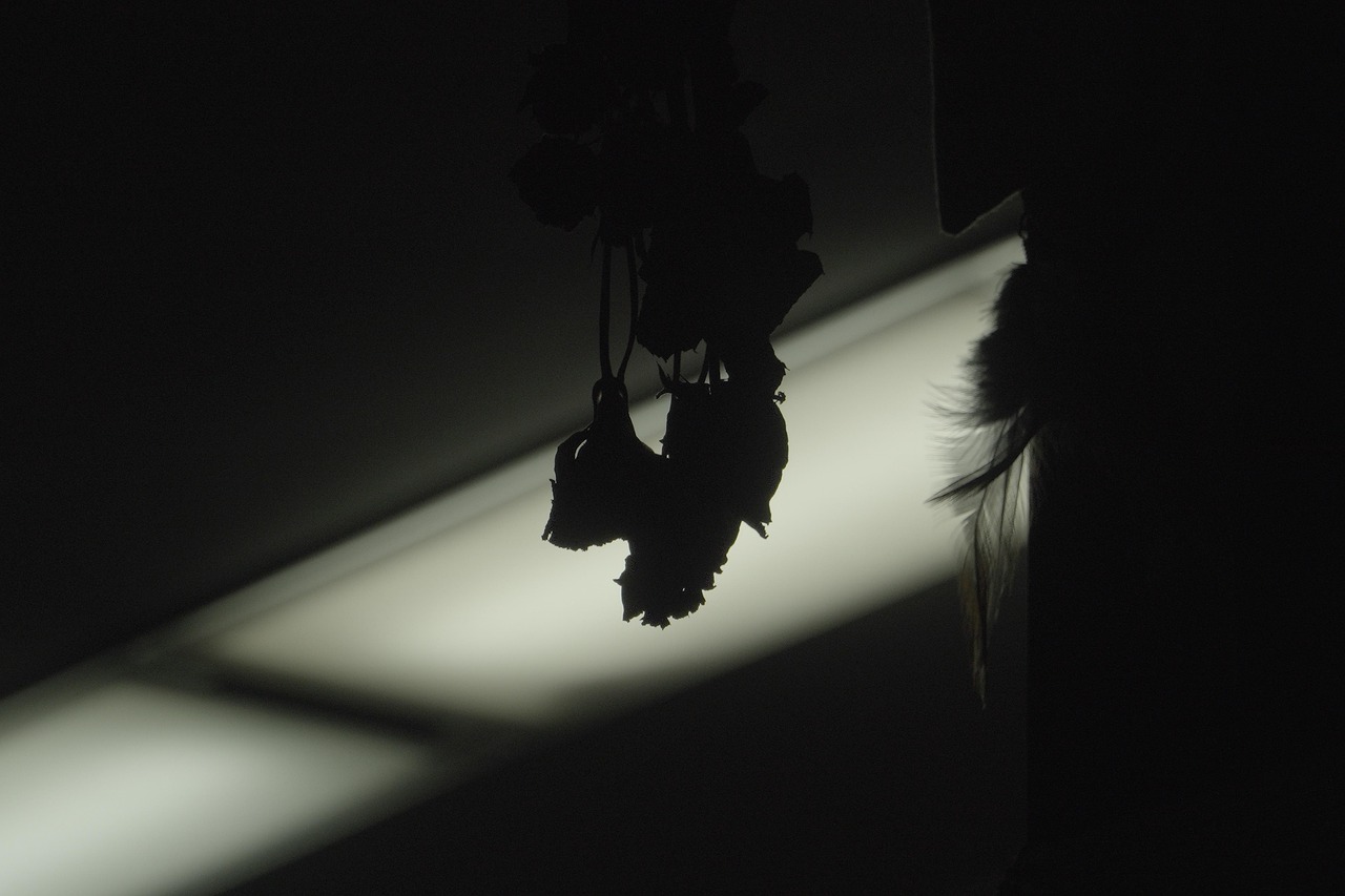 Shadow Light Contrast - Free photo on Pixabay - Pixabay