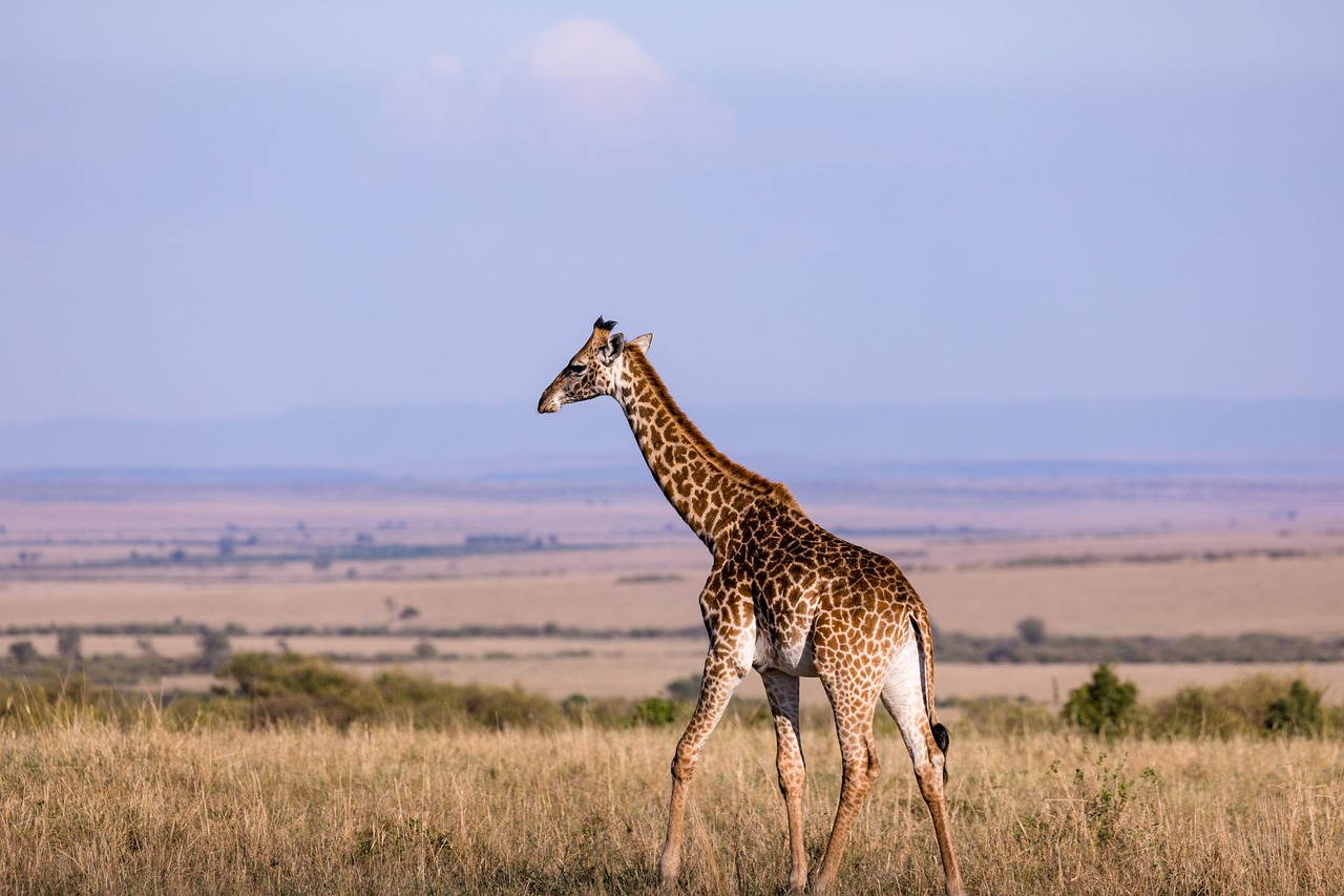 2,000+ Free Giraffe & Nature Photos - Pixabay