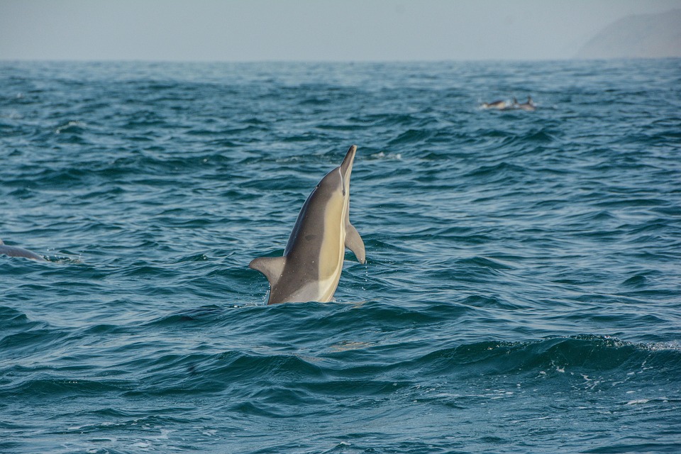 Dauphin Animal Mer Les Animaux - Photo gratuite sur Pixabay - Pixabay