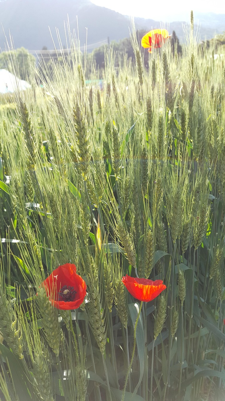 Bunga Poppy Jelai Hijau - Foto gratis di Pixabay - Pixabay