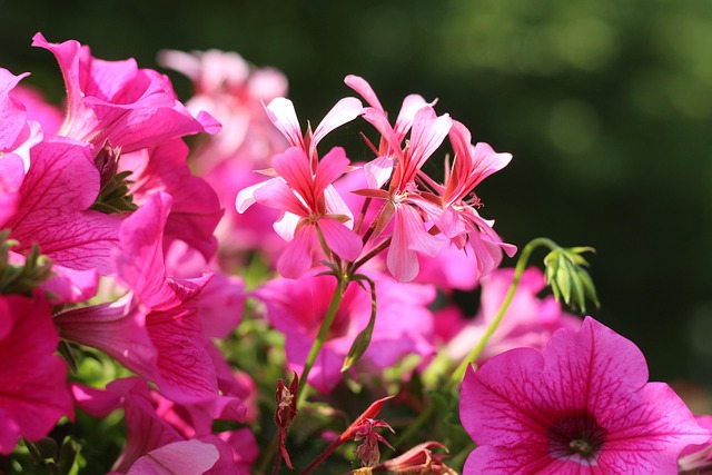 Fleurs De Pétunia Roses - Photo gratuite sur Pixabay - Pixabay
