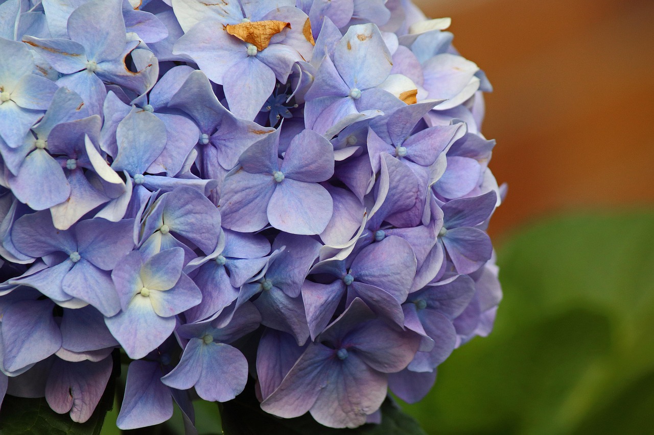 Page 4 - 3,000+ Hydrangea Flower Pictures & Images [HD] - Pixabay