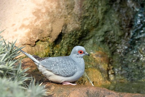 8+ Free Diamond Dove & Bird Images - Pixabay