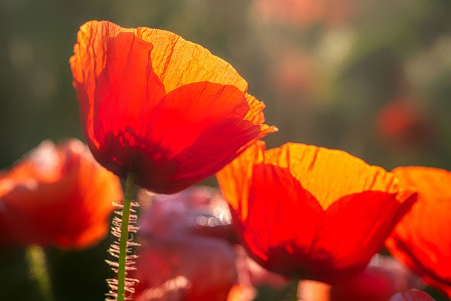 Poppies Flowers Red - Free photo on Pixabay