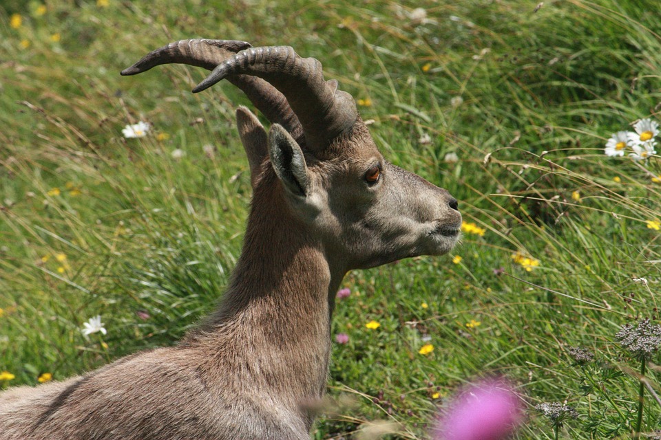 Alpensteinbock Tier Steinbock - Kostenloses Foto auf Pixabay