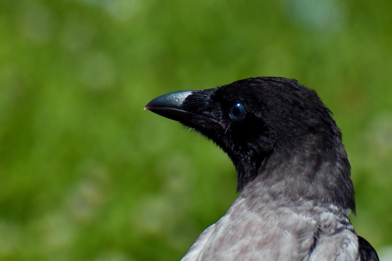 Oiseau Corbeau Animal - Photo gratuite sur Pixabay - Pixabay