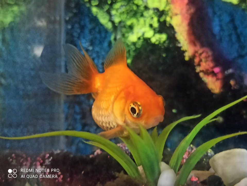 Fish Golden - Free photo on Pixabay - Pixabay