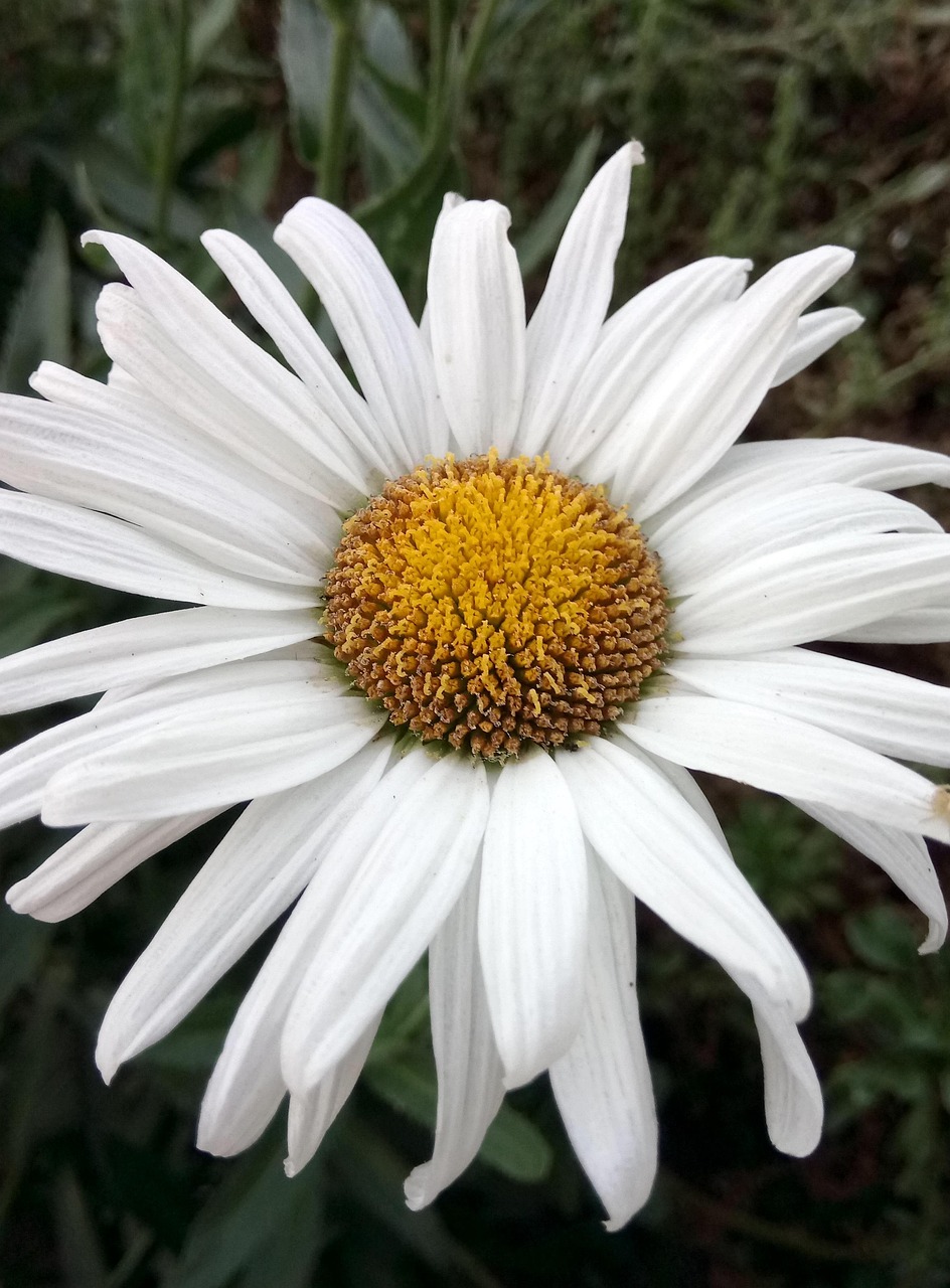 Marguerite Fleur Daisy Blanche - Photo gratuite sur Pixabay - Pixabay