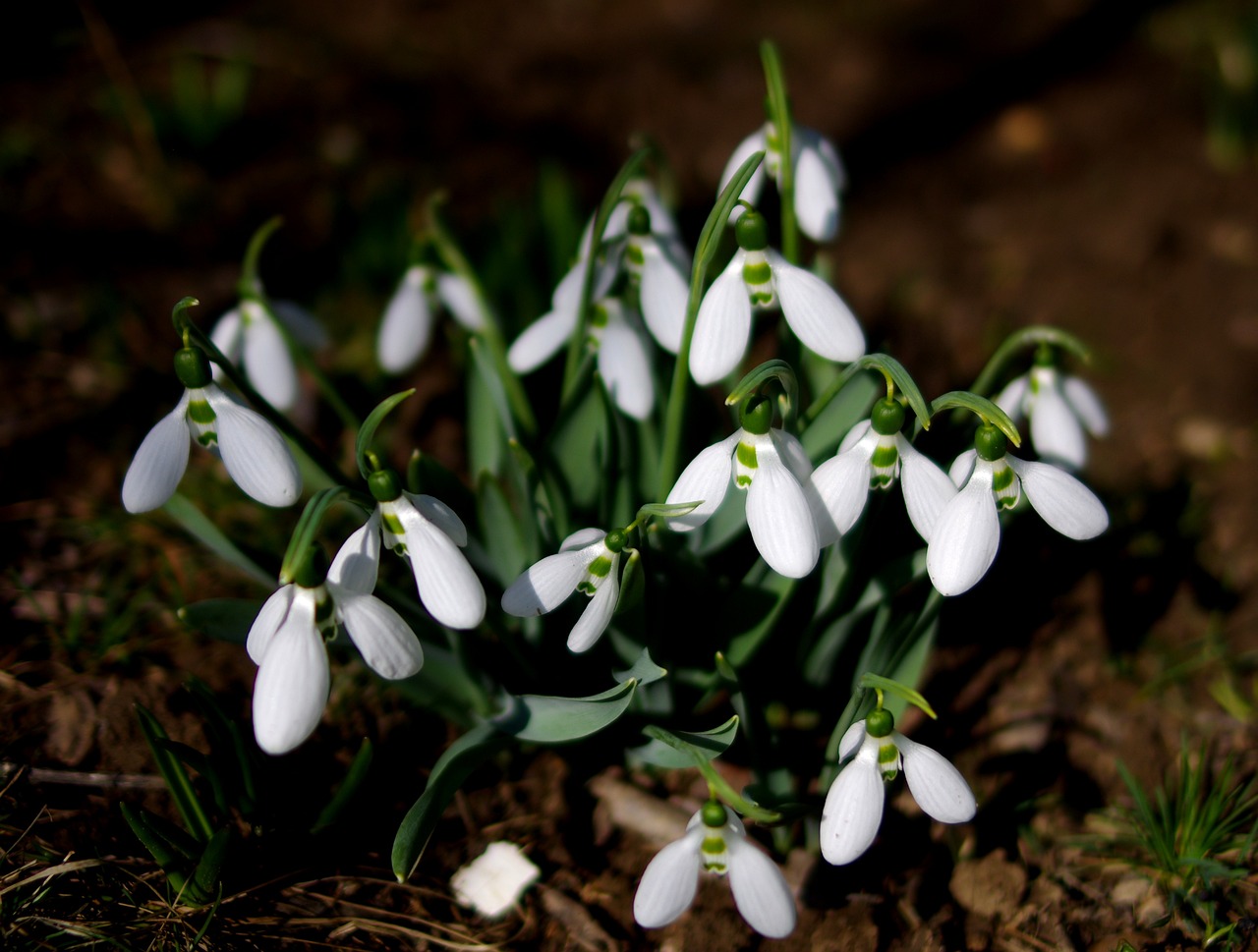 Perce-Neige Fleurs Blanches - Photo gratuite sur Pixabay - Pixabay
