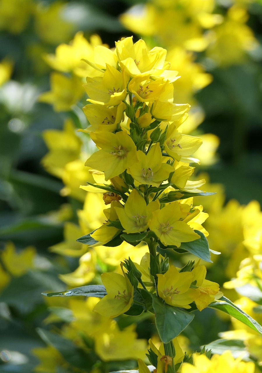 Yellow Loosestrife Flowers Plant - Free photo on Pixabay - Pixabay