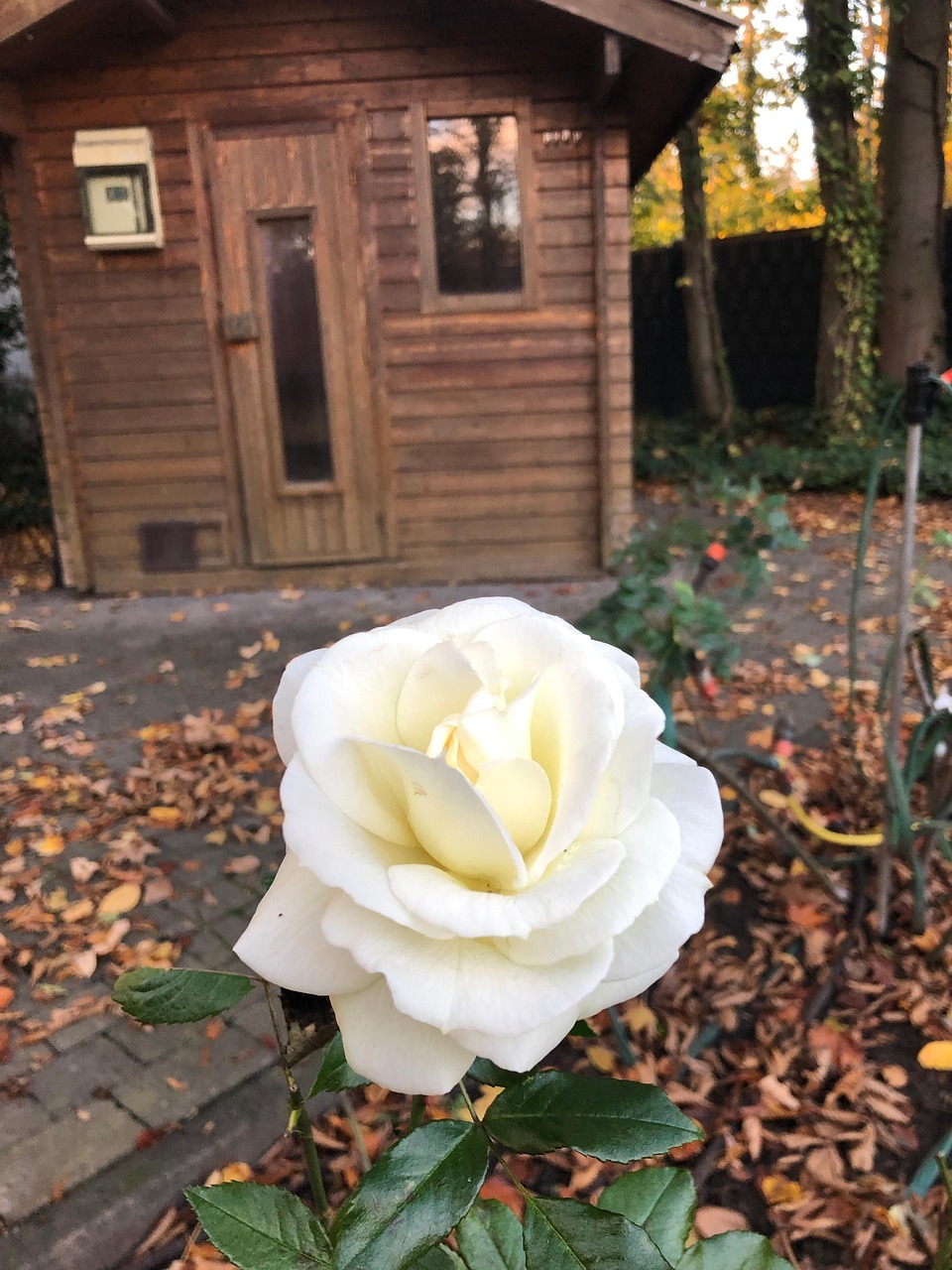 Rose Jardin Blanche - Photo gratuite sur Pixabay - Pixabay