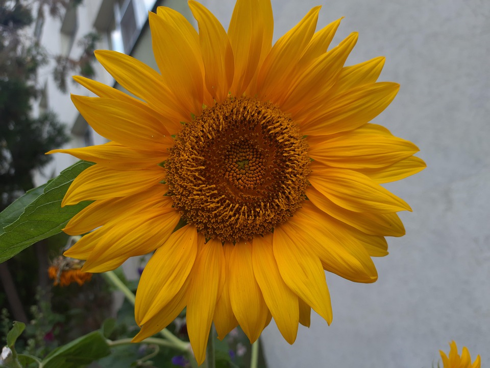 Sun Flower Nature - Free photo on Pixabay - Pixabay
