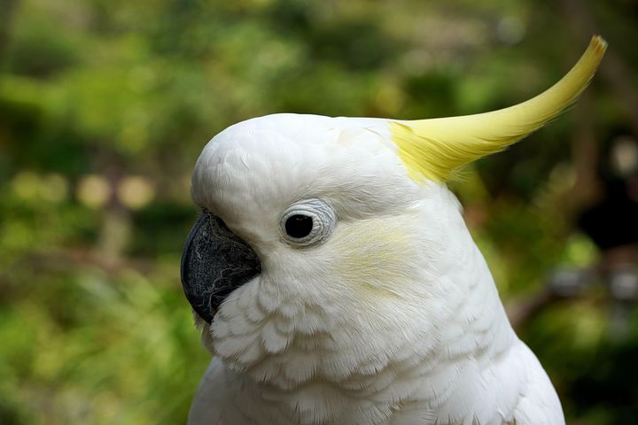 40+ Free Yellow-Crested Cockatoo & Cockatoo Images