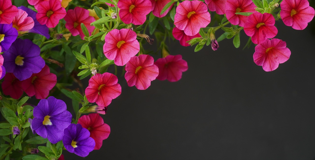 Magic Bells Petunia Flower Floral - Free photo on Pixabay - Pixabay