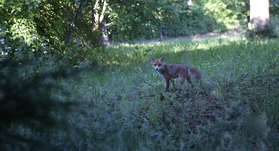 Fuchs Natur Tierwelt - Kostenloses Foto auf Pixabay - Pixabay