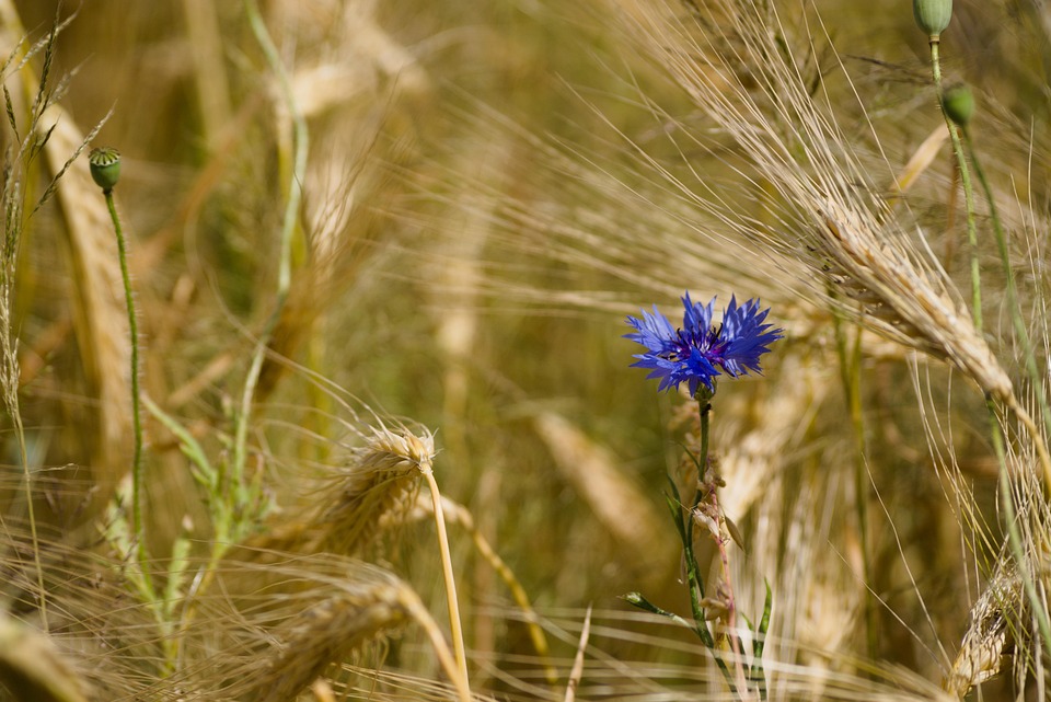 Cornflower Wheat Flower - Free photo on Pixabay - Pixabay