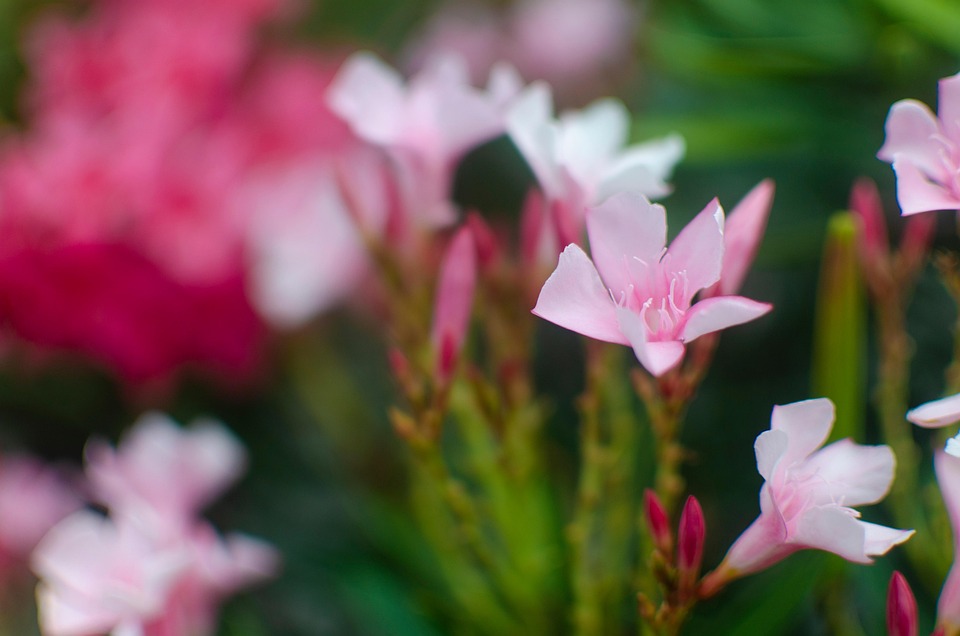 Oleanders Flowers Small - Free photo on Pixabay - Pixabay