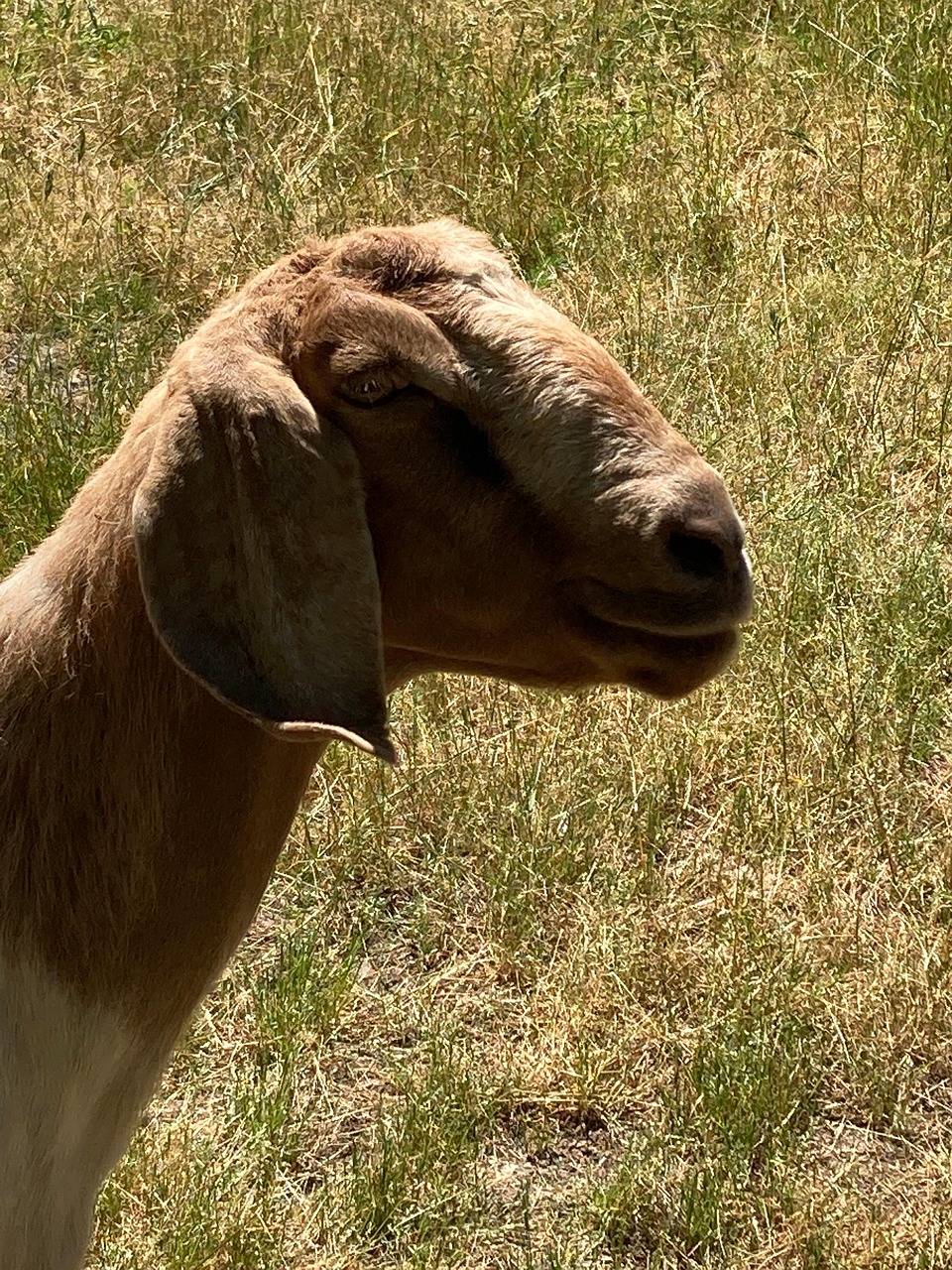 Cabra Animal Engraçado Fazenda - Foto gratuita no Pixabay - Pixabay