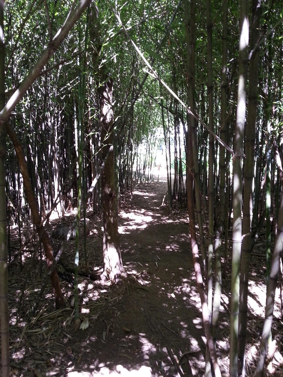Pfad Wald Guten - Kostenloses Foto auf Pixabay