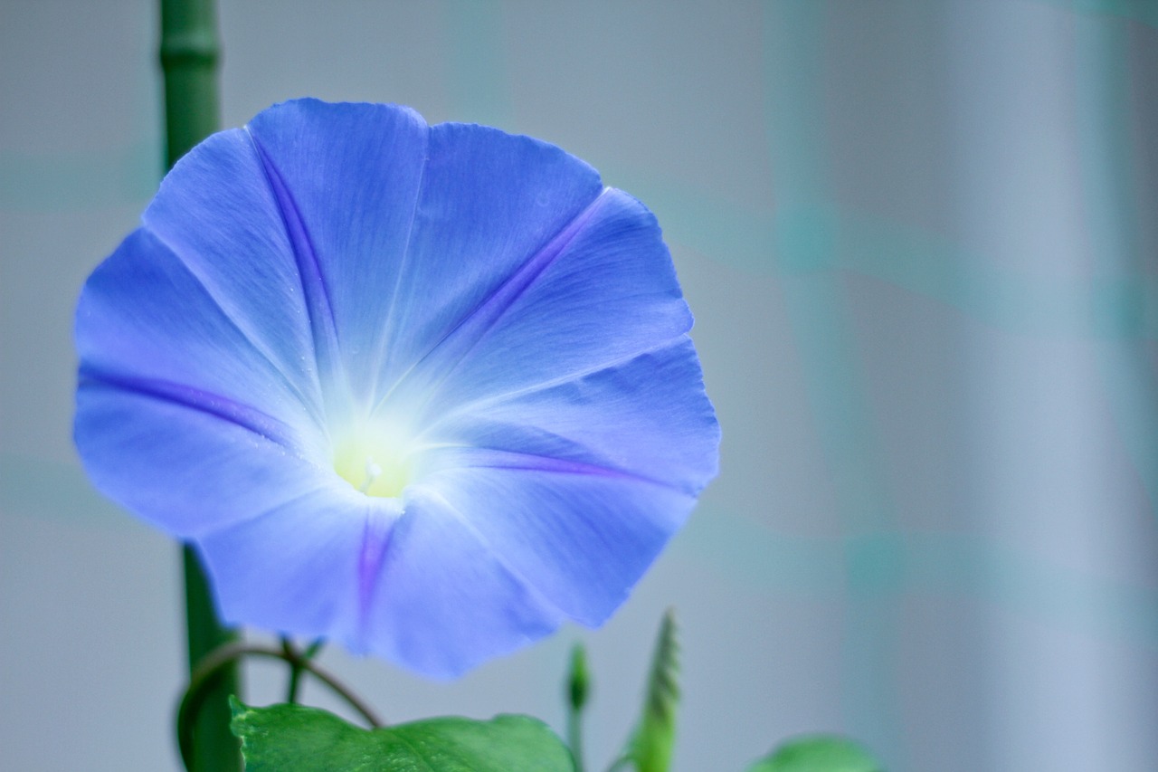 400,000+ Free Morning Flowers & Morning Glory Images - Pixabay