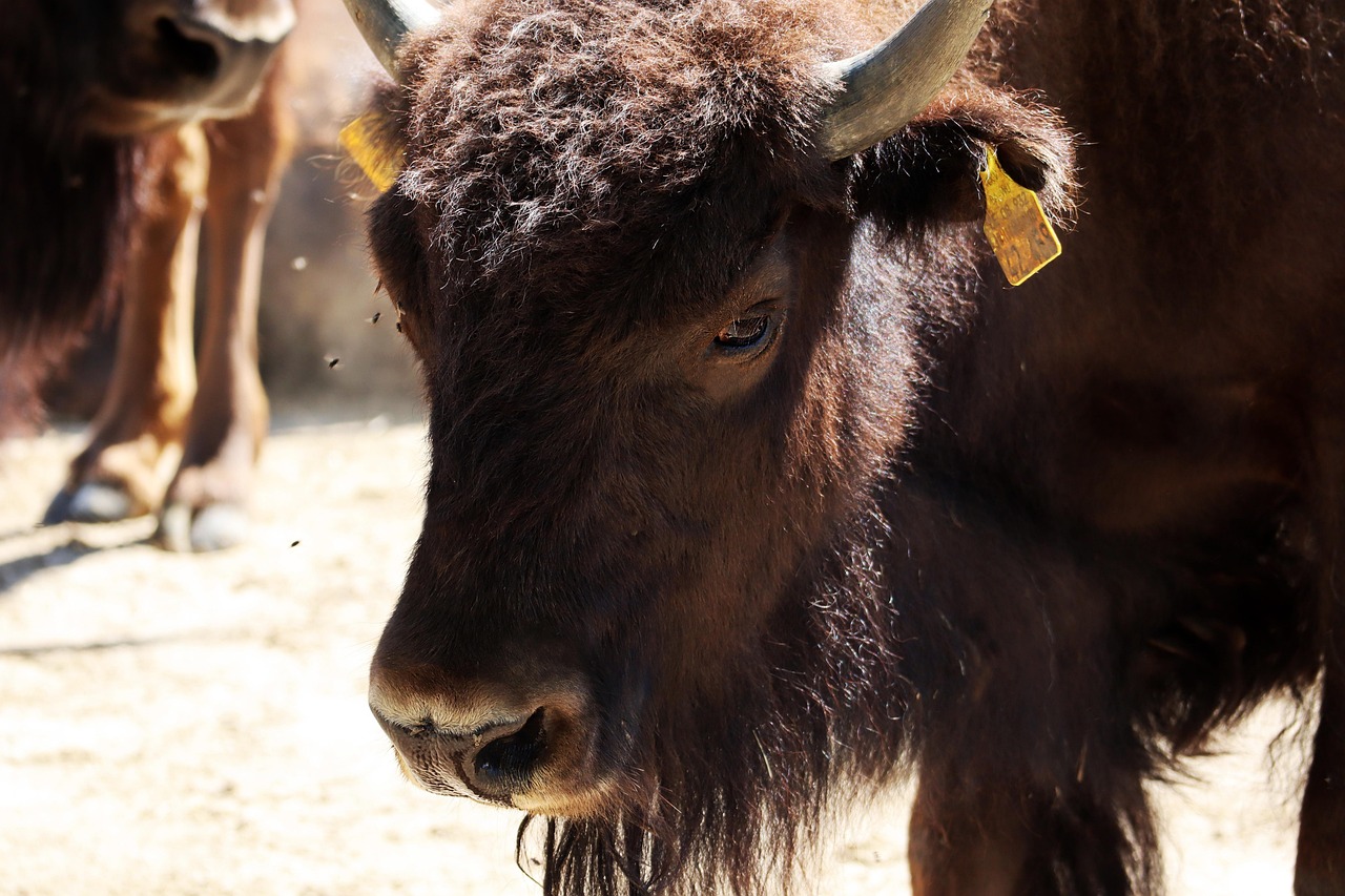 Bison Animal Livestock Ear - Free photo on Pixabay - Pixabay