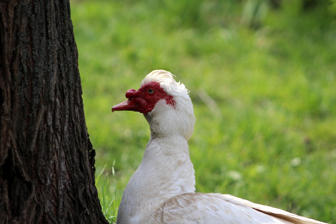 Pato Real Pájaro Aves - Foto gratis en Pixabay - Pixabay