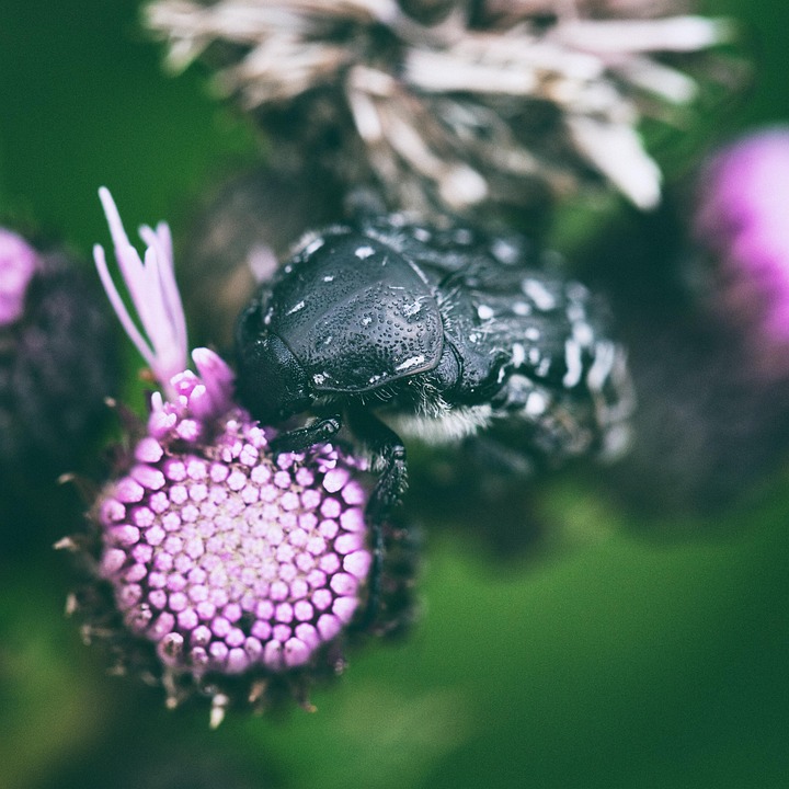 Beetle Bug Flower - Free photo on Pixabay - Pixabay