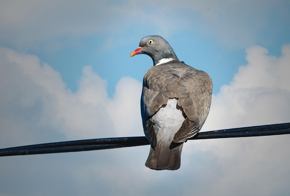 Taube Vogel Tier - Kostenloses Foto auf Pixabay - Pixabay