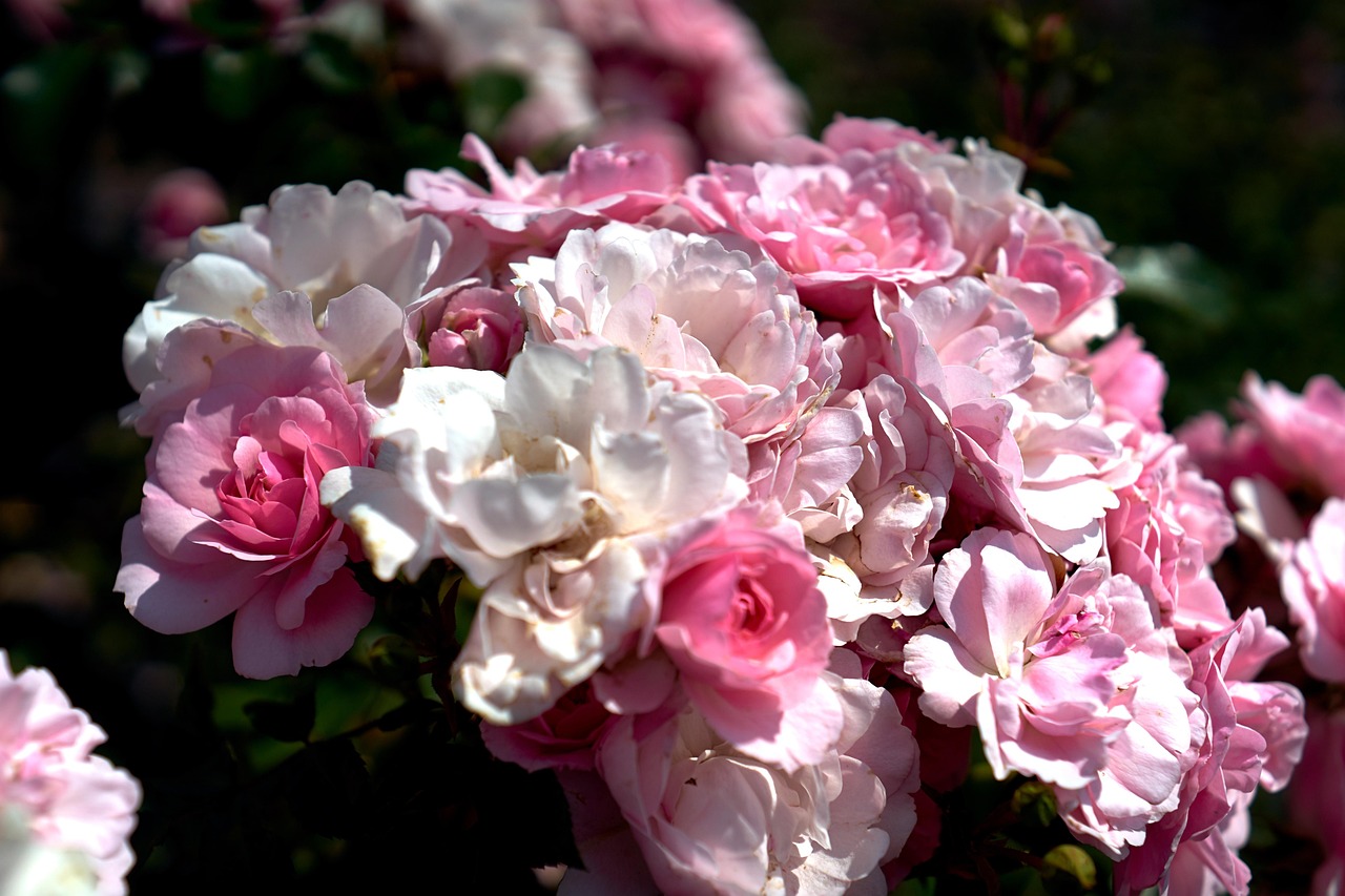 玫瑰 花朵 花束 - Pixabay上的免费照片 - Pixabay