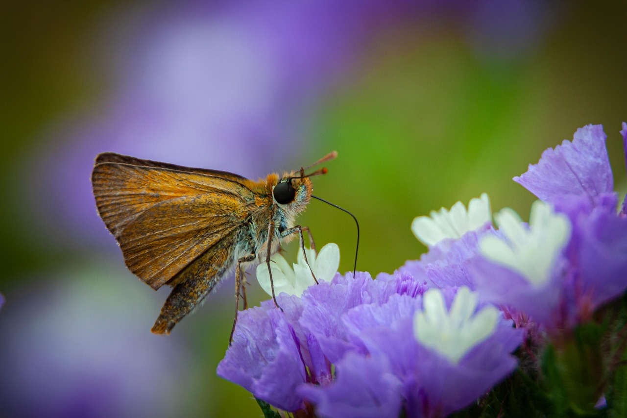 Vlinder Bloem Bestuiven - Gratis foto op Pixabay - Pixabay