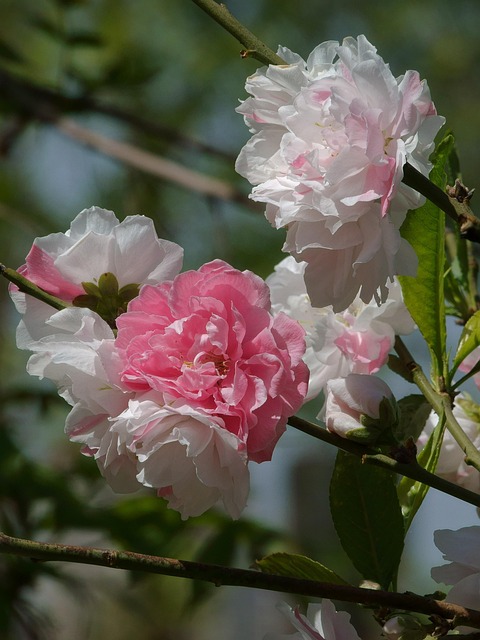 Printemps Fleur De La Pêche - Photo gratuite sur Pixabay - Pixabay